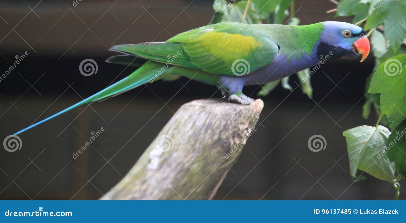 Lord Derby parakeet stock image. Image of nature, parrot - 96137485