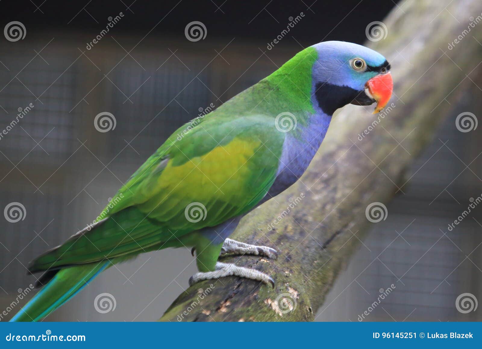 Lord Derby Parakeet stock image. Image of bird, adult - 96145251