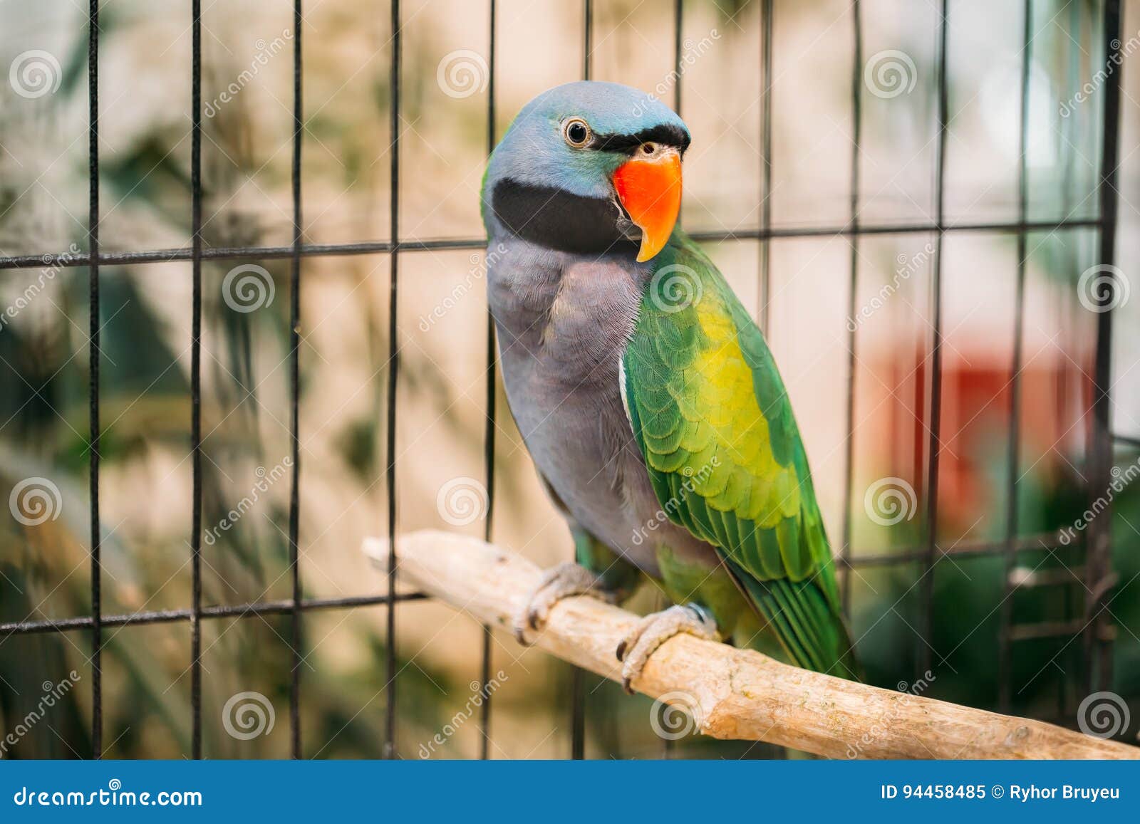 Lord Derby-` S Sittich Oder Psittacula Derbiana, Alias Derbyan-Sittich ...