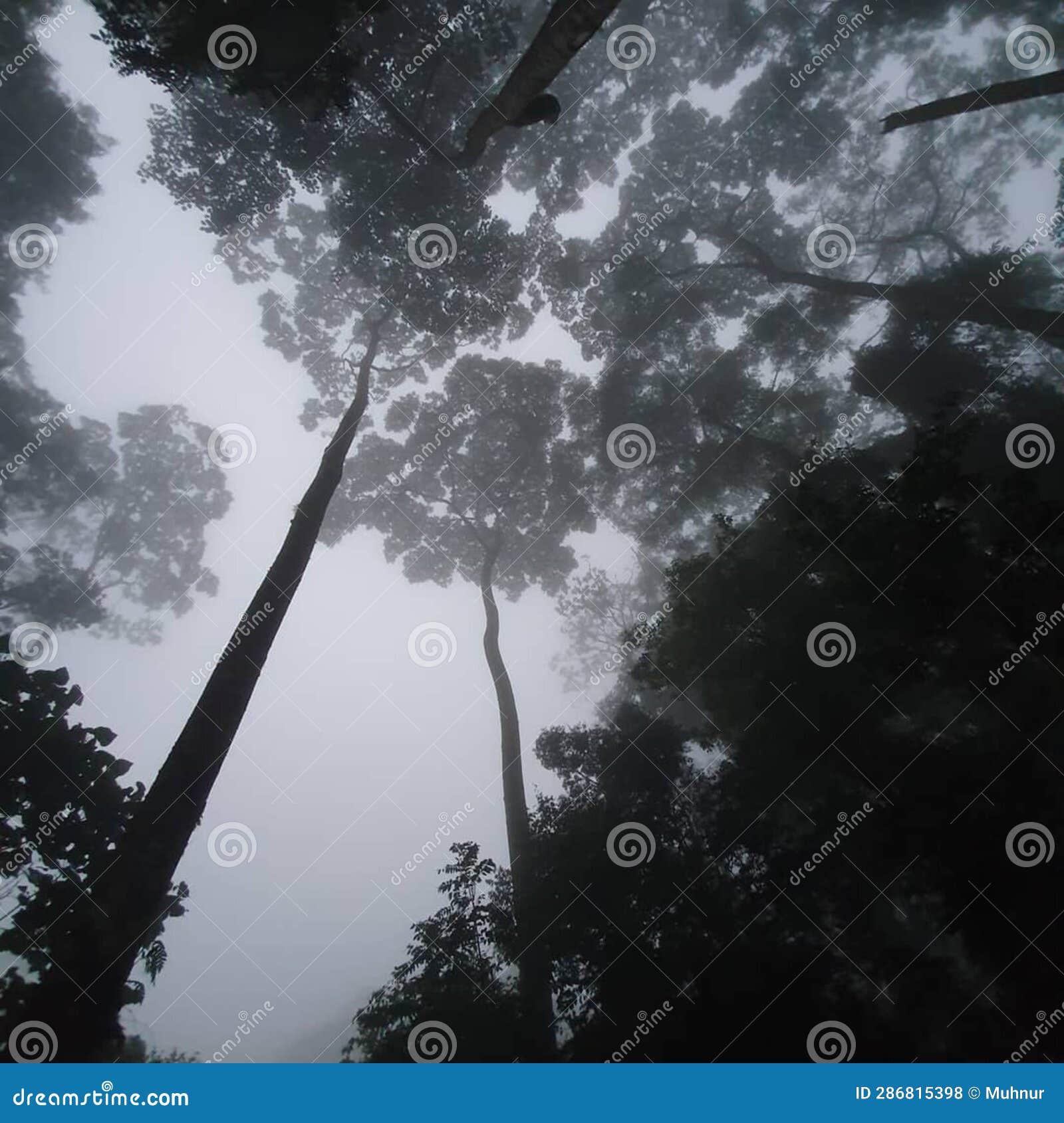 Lore Lindu National Parktabbing Lake Stock Photo - Image of national ...