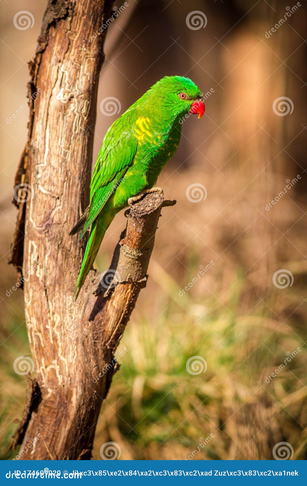 Lori green in the nature stock photo. Image of lories - 174609020