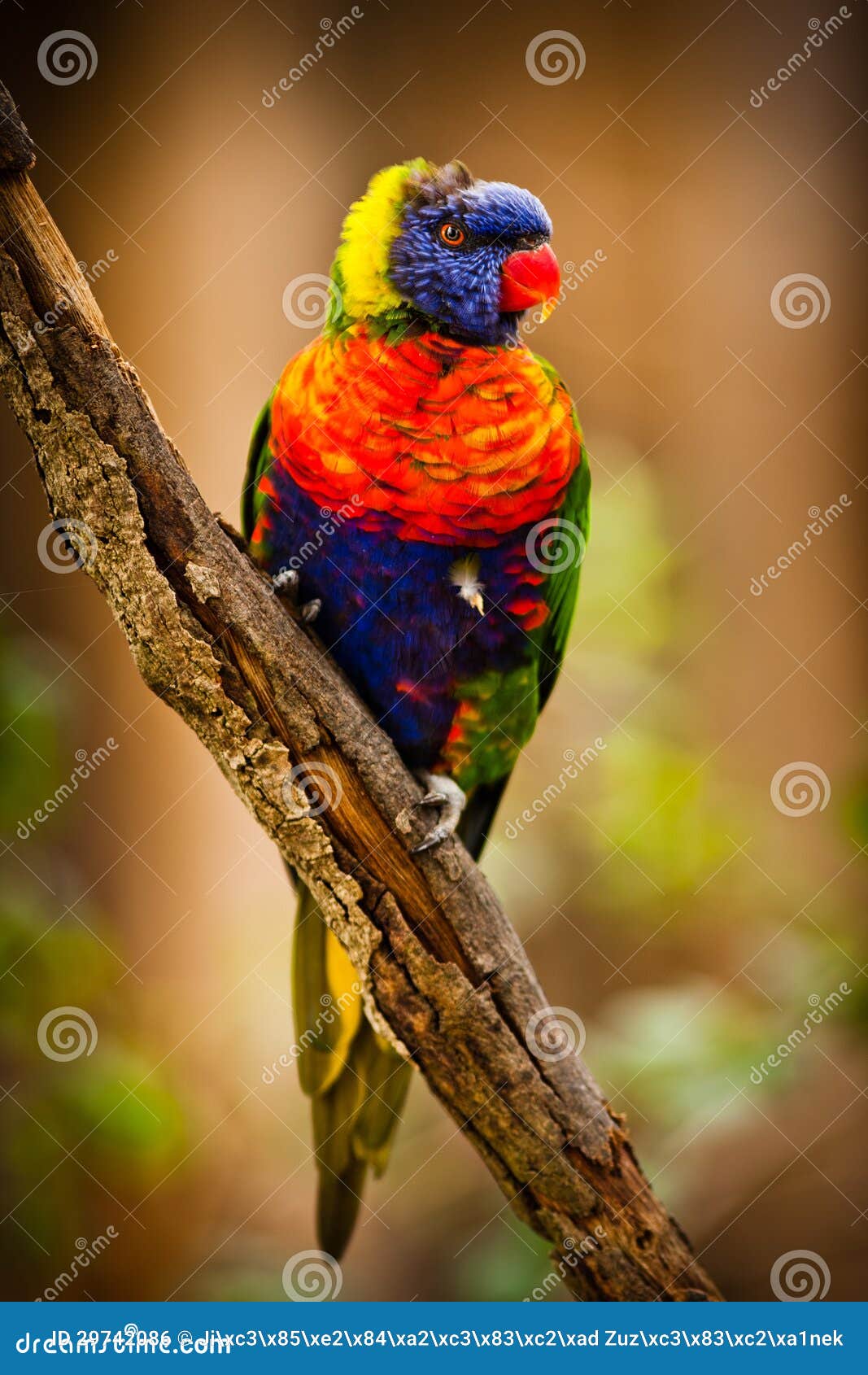 Lori Lorikeet stockfoto. Bild von kühl, lori, nett, sittich - 29742086