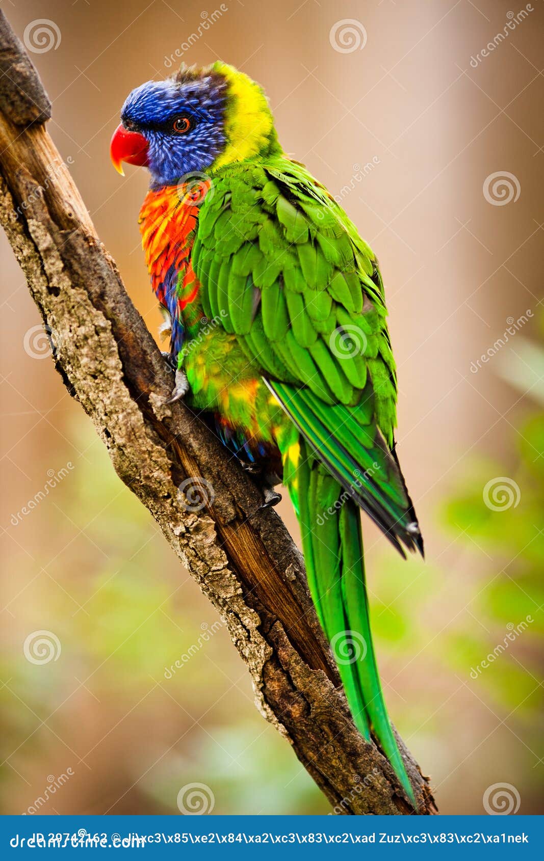 Lori Lorikeet stockfoto. Bild von lory, austral, farbe - 29742162