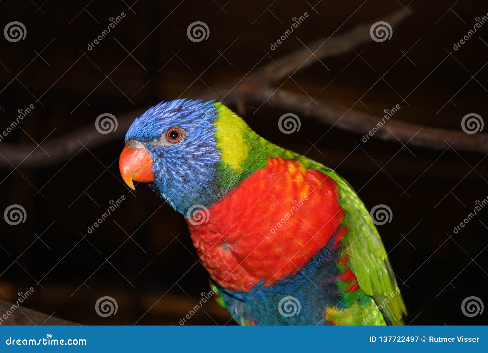 Lori parrot stock image. Image of close, animal, bird - 137722497