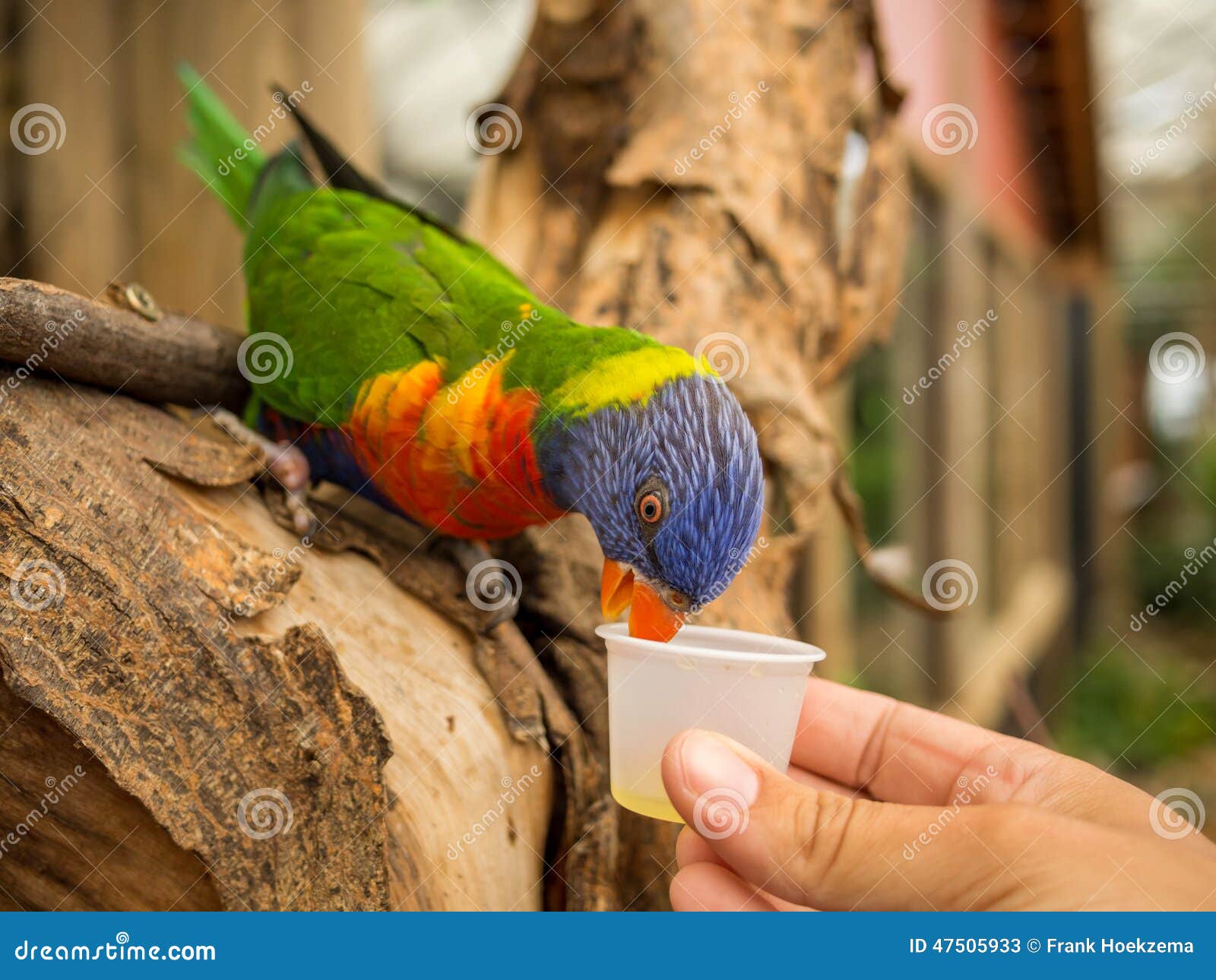 Lori Parrot Drinking Cup Stock Photos - Free & Royalty-Free Stock ...