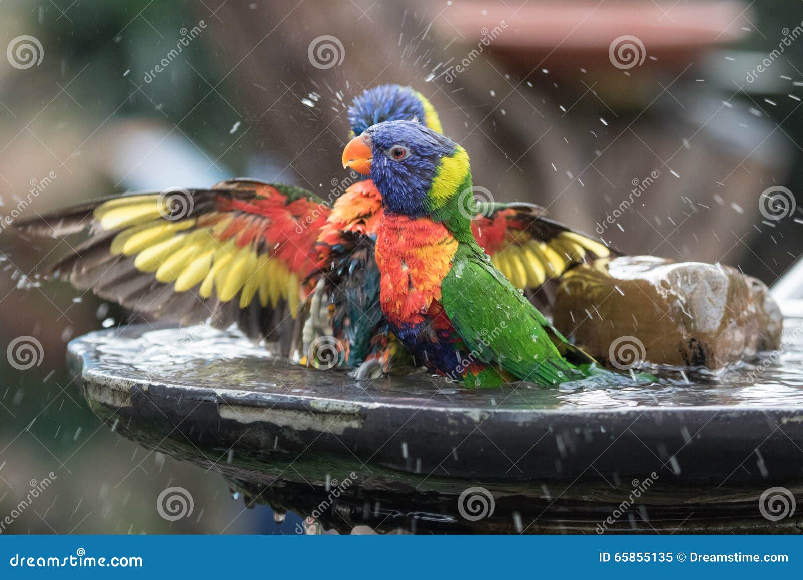 Lori take a bath stock image. Image of wire, lories, watch - 65855135