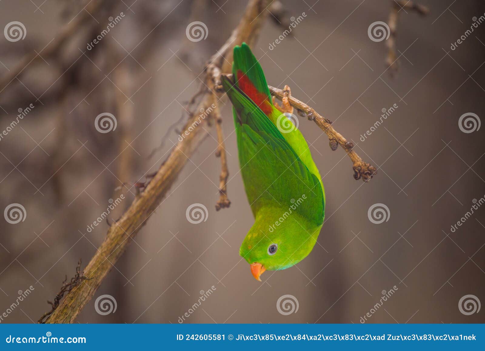Loriculus Vernalis Bird Upside Down Editorial Photo - Image of bird ...