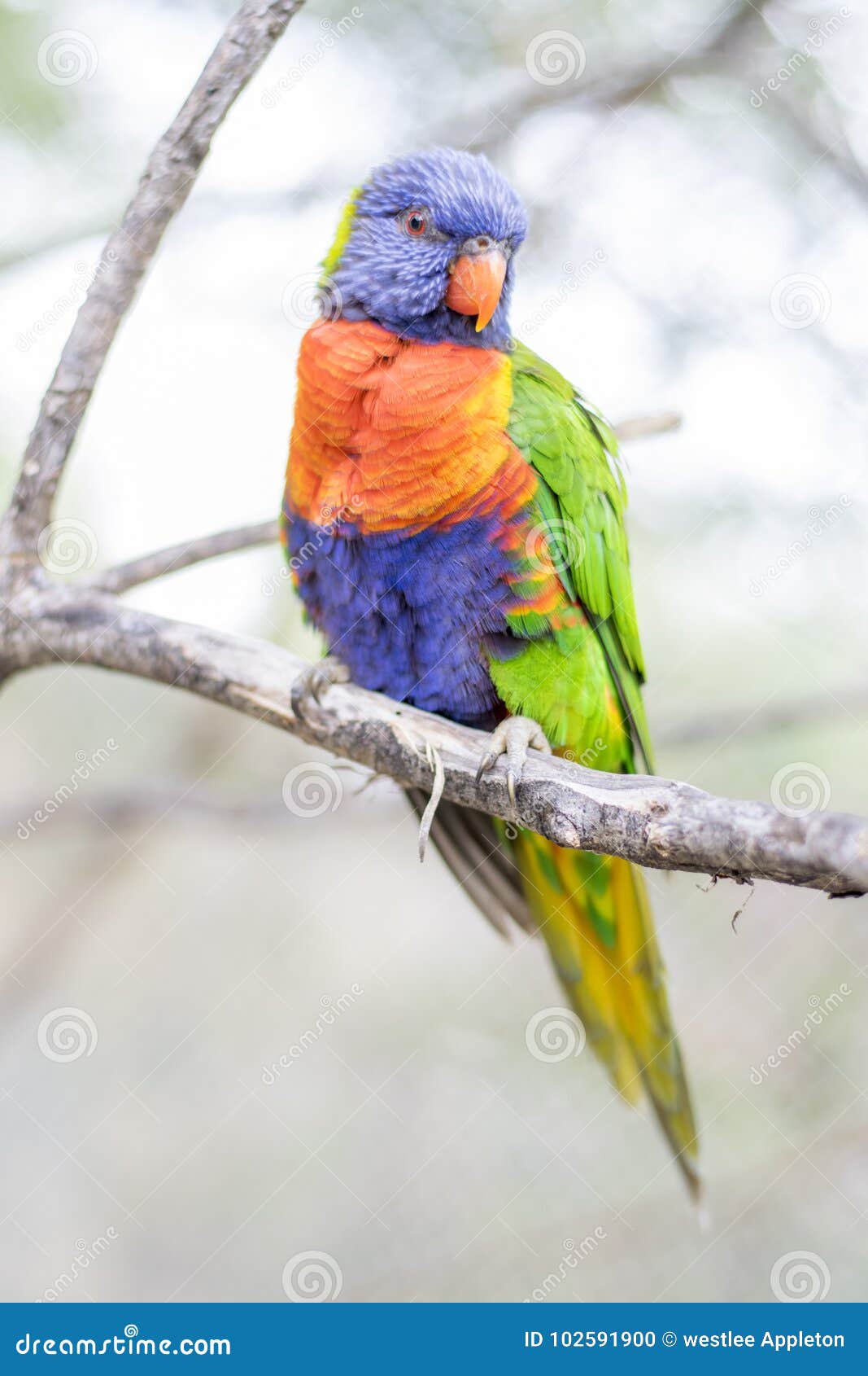 Lorie Stock Photos - Download 55 Images