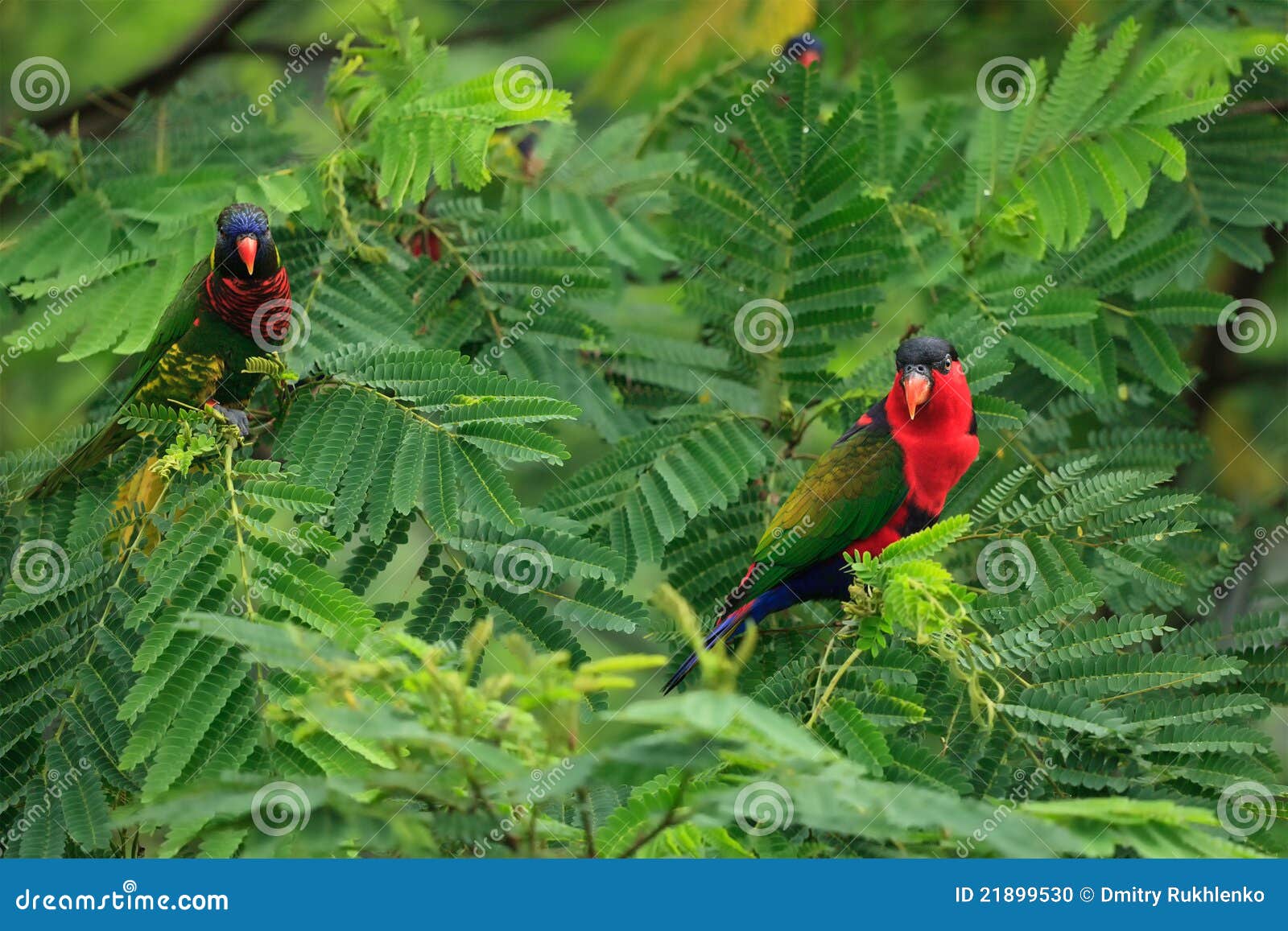 Lories in albero fotografia stock. Immagine di colorato - 21899530