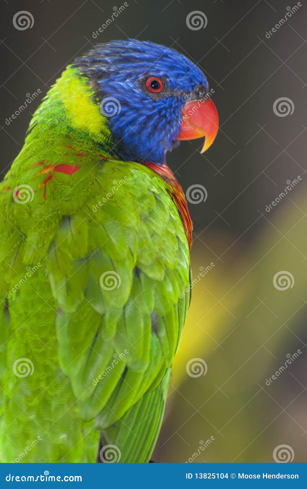 Lorikeet stock photo. Image of undomesticated, zoology - 13825104