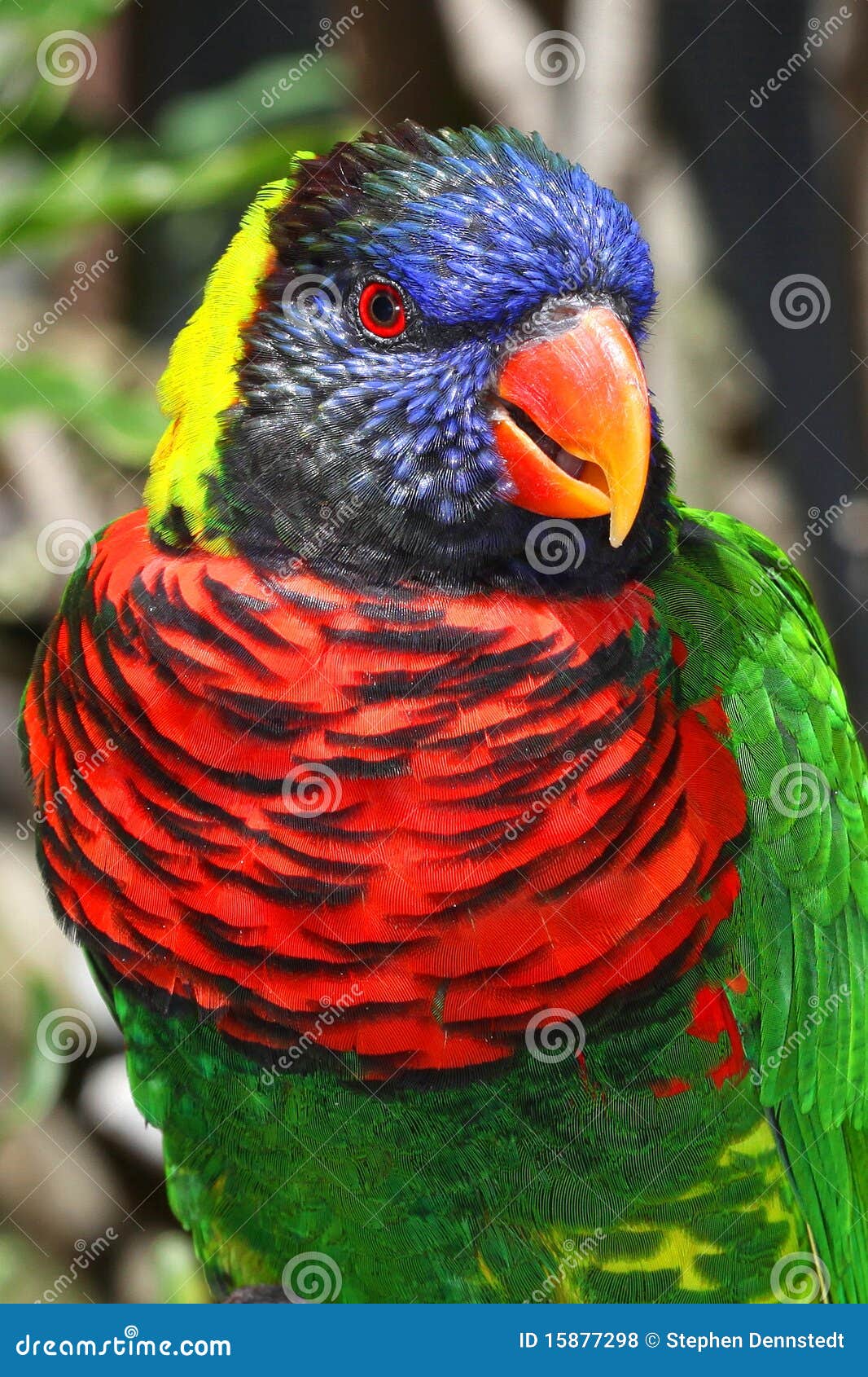Lorikeet stock photo. Image of close, limb, beak, animal - 15877298
