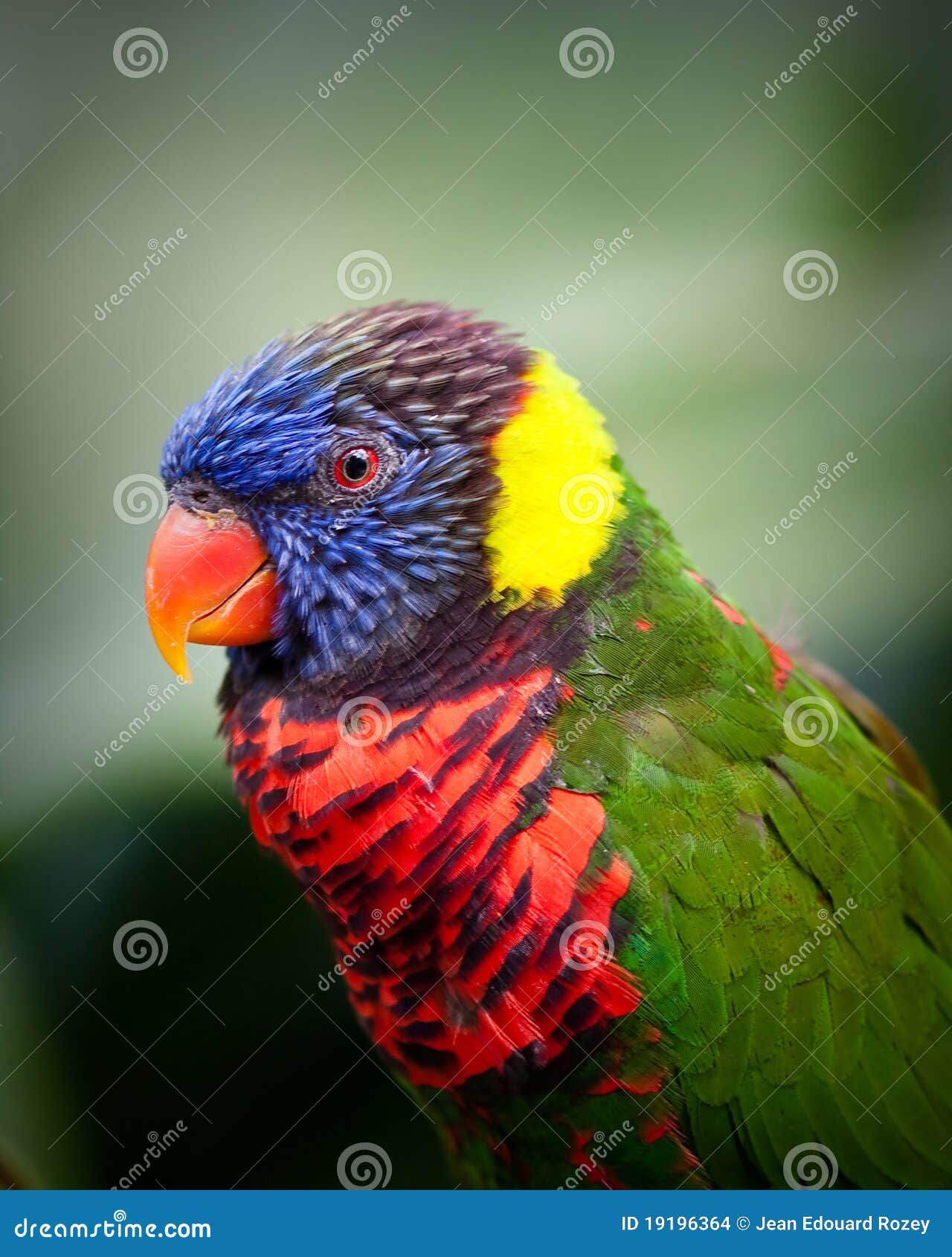 Lorikeet stock photo. Image of bill, plumage, wildlife - 19196364