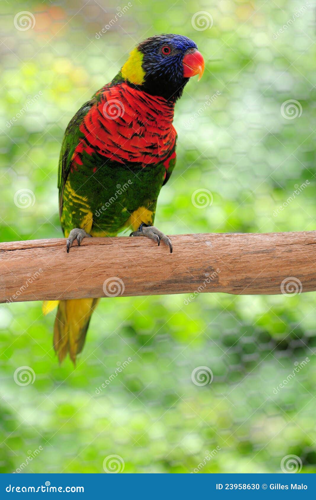Lorikeet Bird stock photo. Image of beautiful, color - 23958630