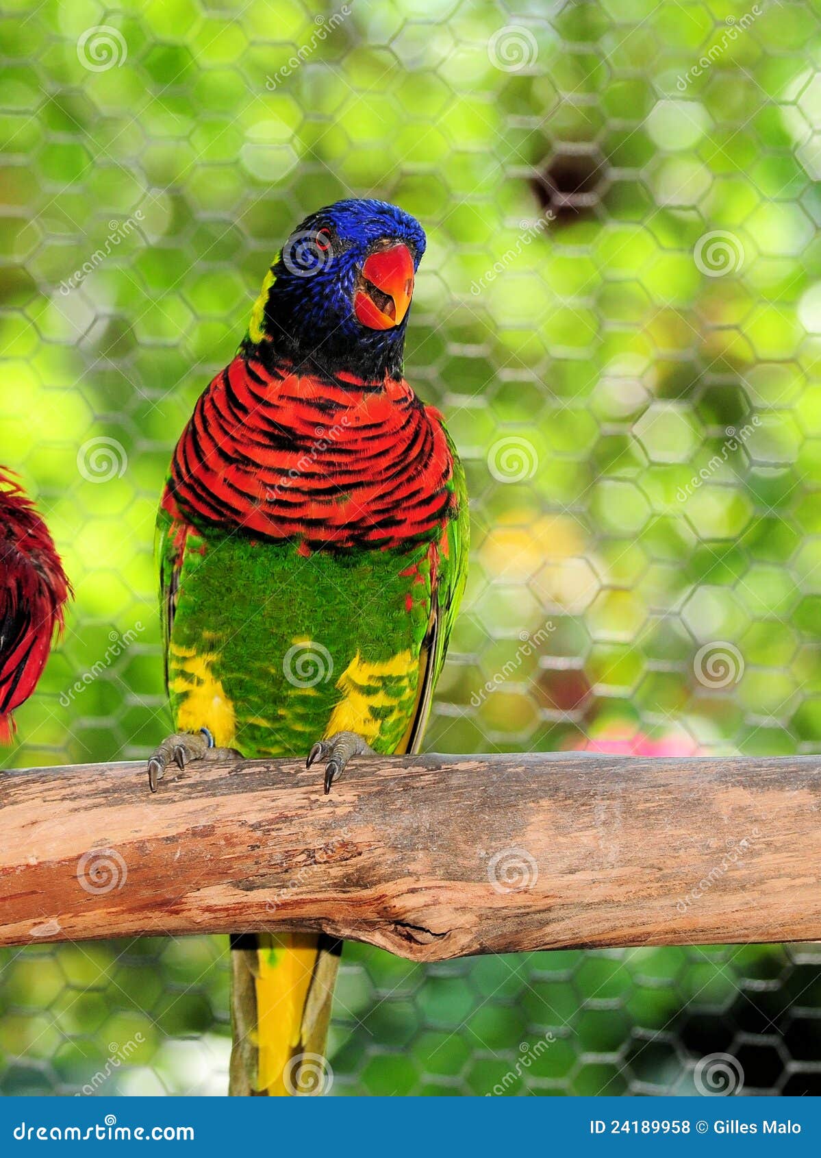 Lorikeet Bird in Aviary stock photo. Image of bill, colorful - 24189958
