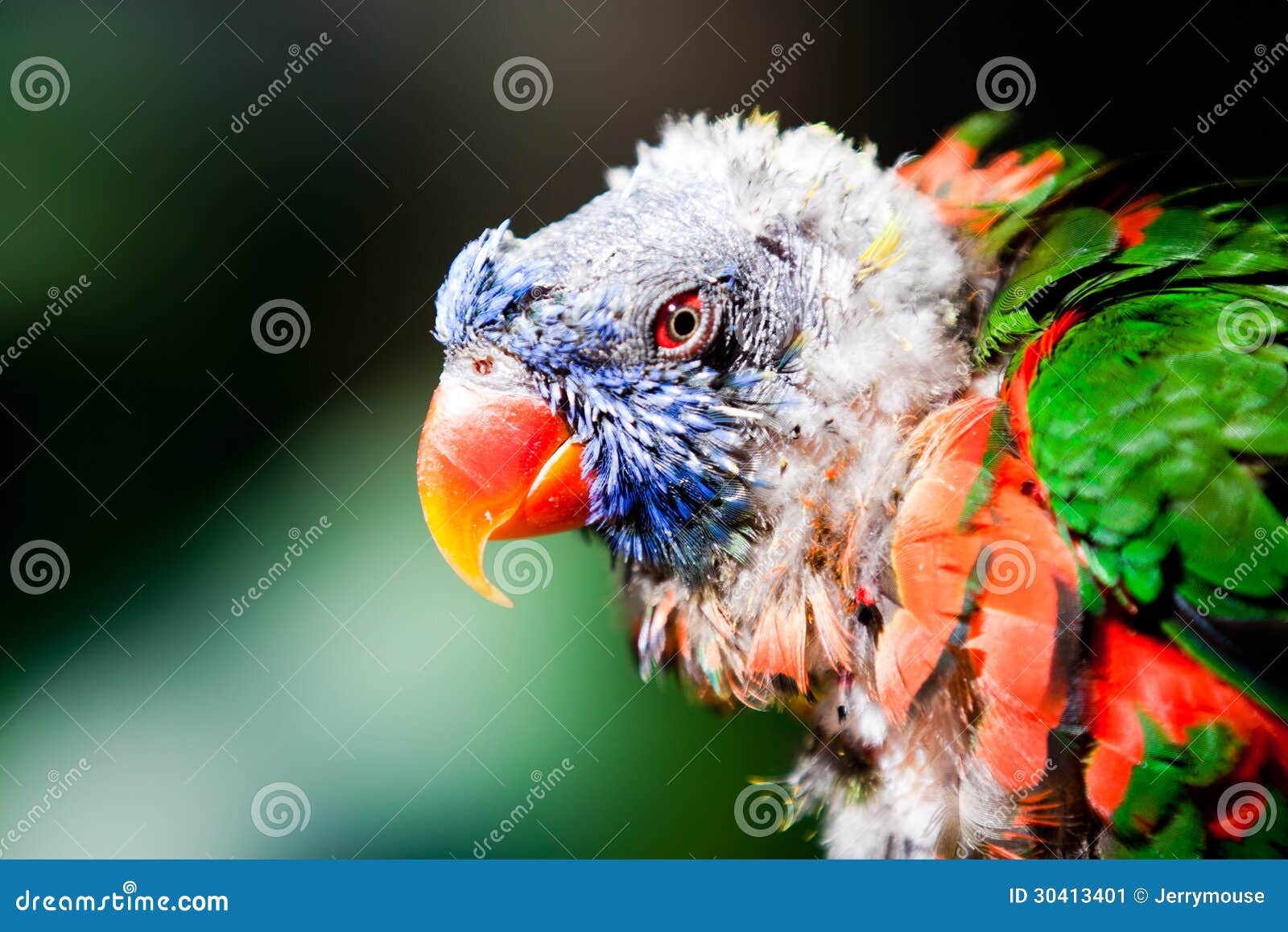 Lorikeet stock image. Image of perch, alert, parrot, curious - 30413401