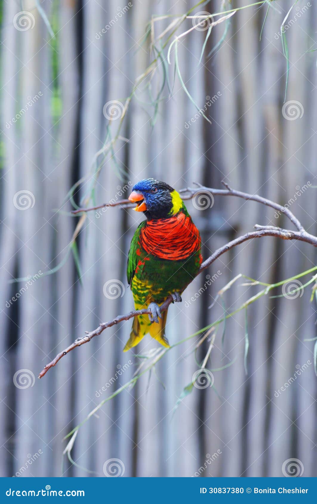 Lorikeet Singing stock photo. Image of bird, feathers - 30837380
