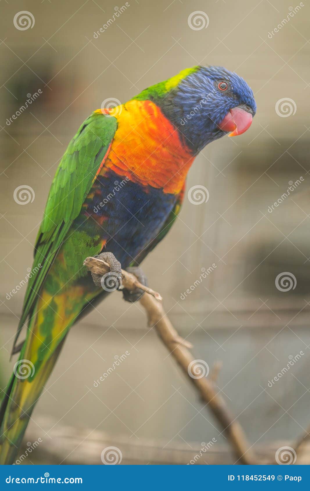 Lorikeets - Un Arco Iris Colorido Del Loro Imagen de archivo - Imagen de llamado, cautiverio ...