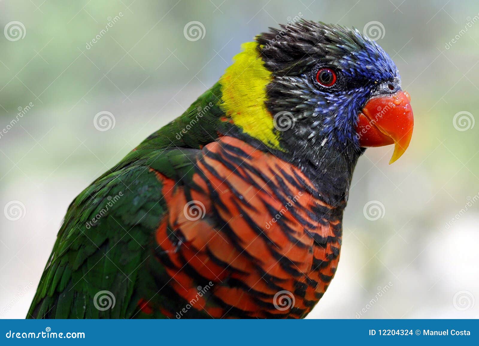 Lorio photo stock. Image du visage, plume, vert, jaune - 12204324