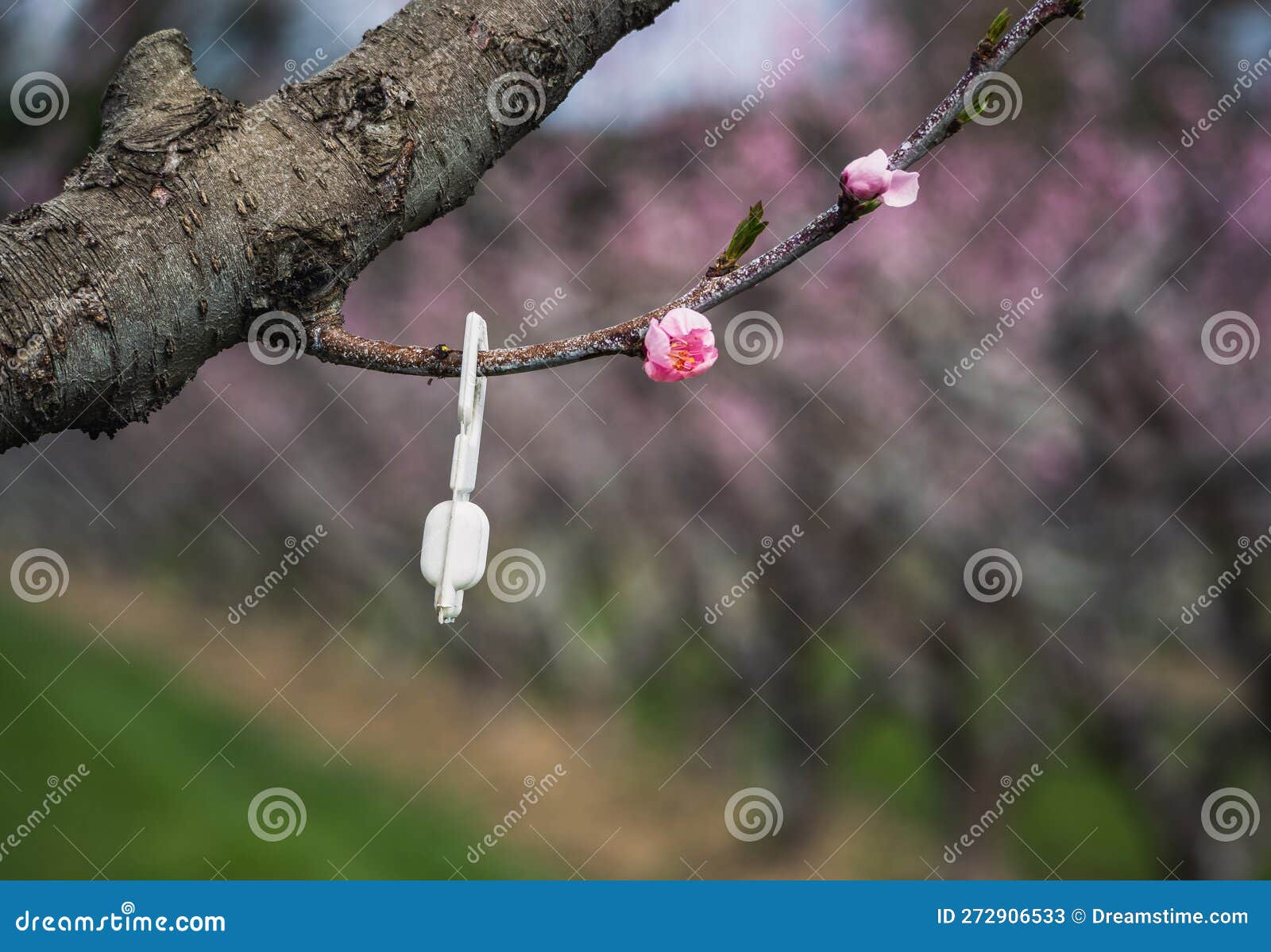 Pheromone Diffusing - Insecticidal Control by Mating Disruption ...