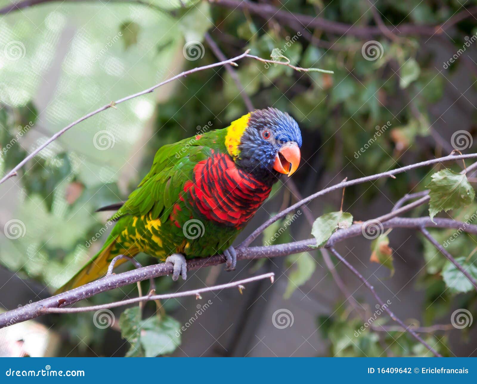 Loriquet parrot talkin stock photo. Image of australian - 16409642