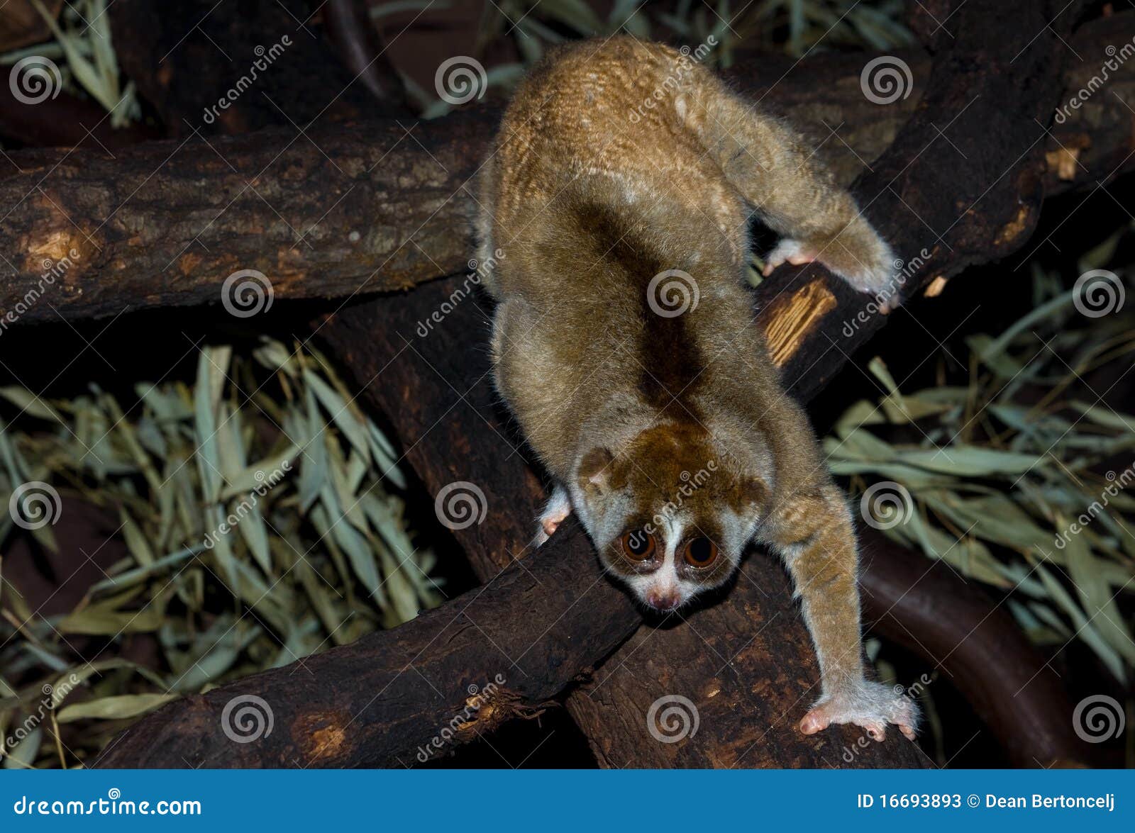 Loris lentos imagem de stock. Imagem de lento, animal - 16693893