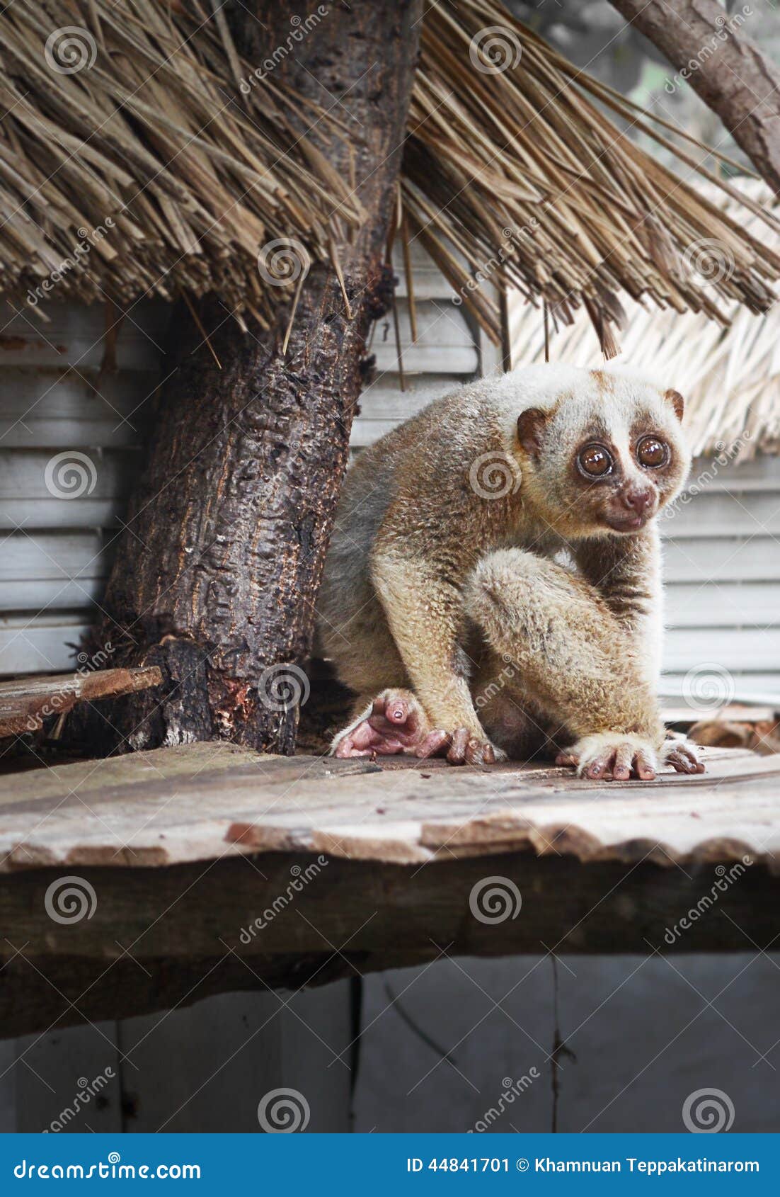 Monkey stock image. Image of loris, monkey, postmark - 44841701