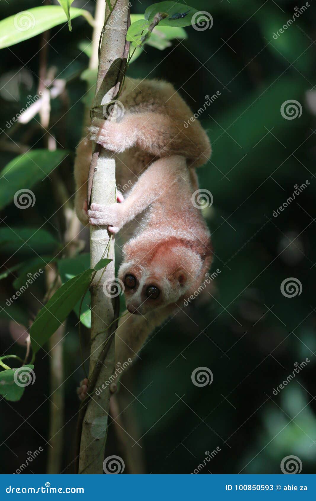Slow loris stock image. Image of fauna, flora, snout - 100850593