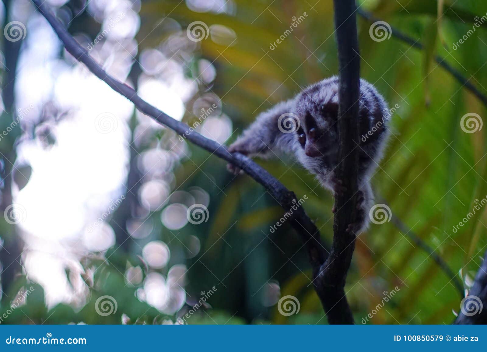 Slowloris stock image. Image of loris, slowloris, night - 100850579