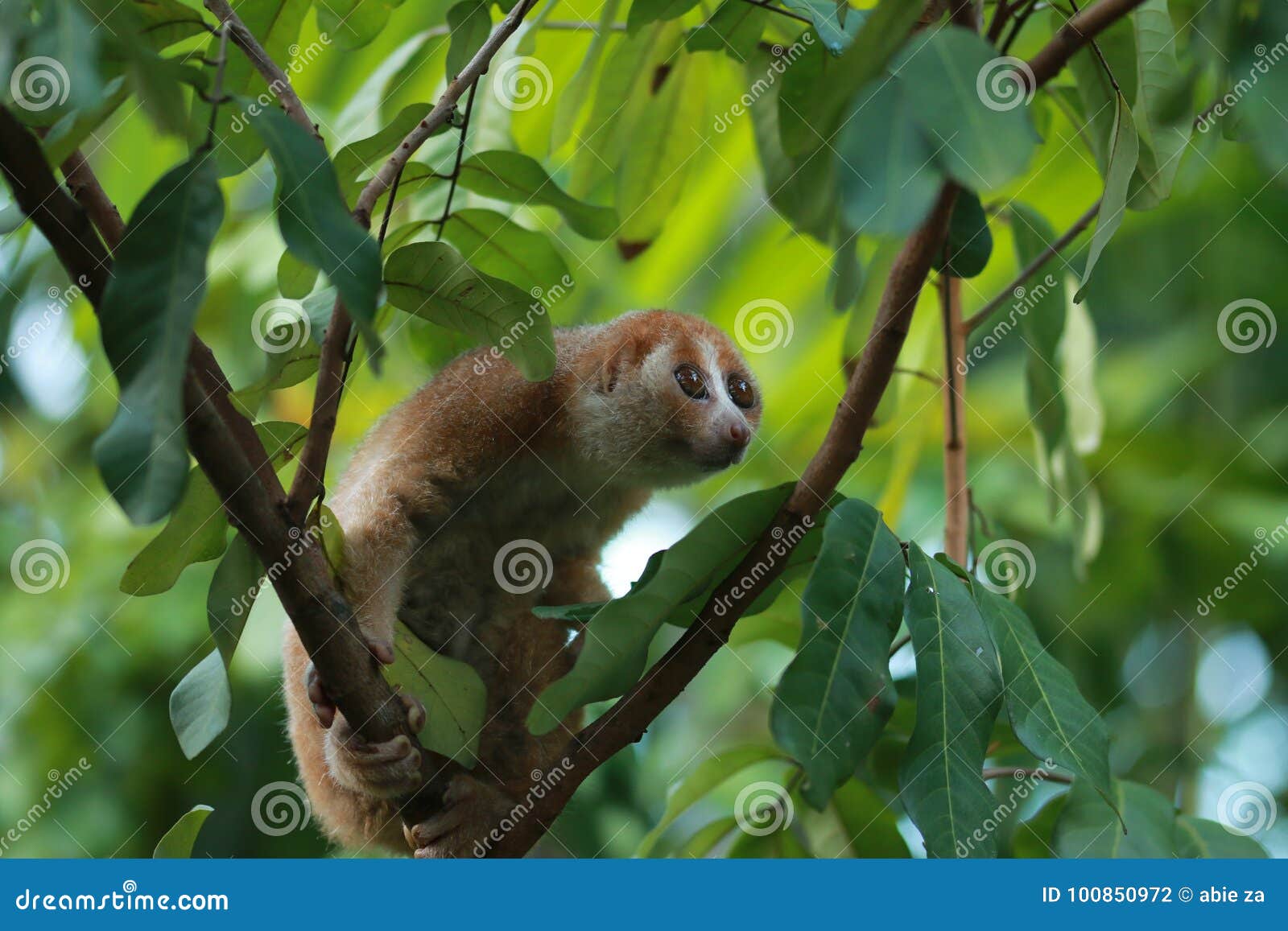 Slowloris stock photo. Image of mammal, loris, rodent - 100850972