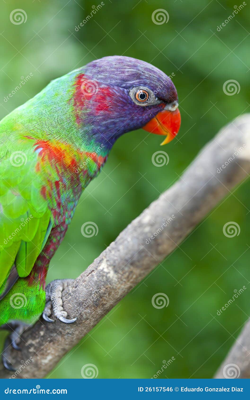Lorius chlorocercus stock photo. Image of bird, tropical - 26157546