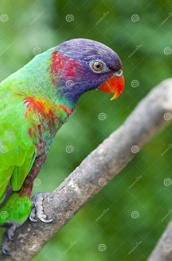 Lorius chlorocercus stock photo. Image of bird, tropical - 26157546