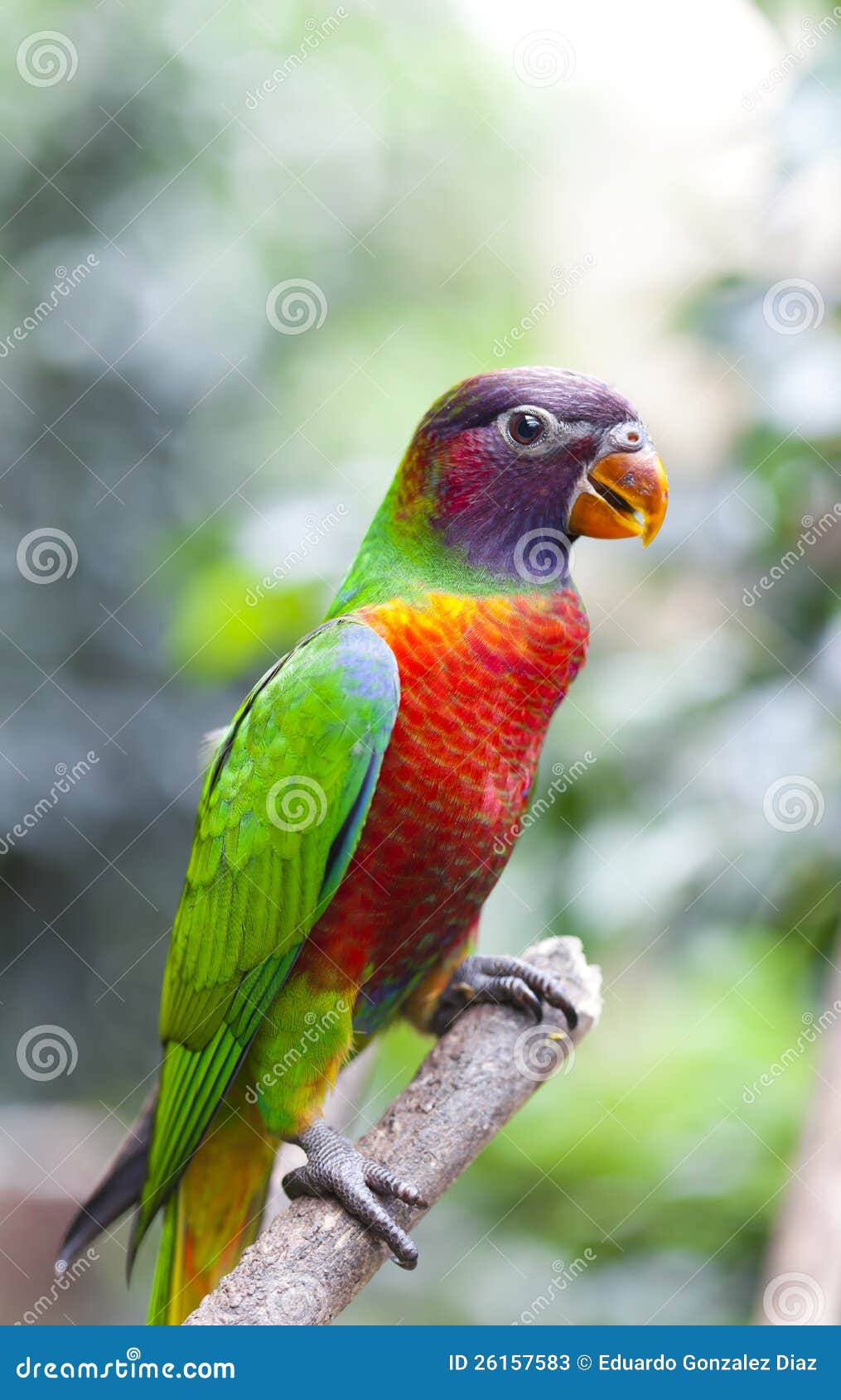 Lorius chlorocercus stock image. Image of bird, lory - 26157583