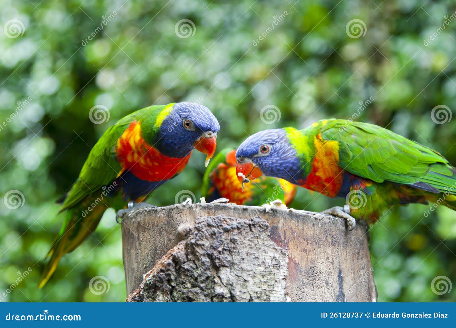 Lorius Lory stock image. Image of wildlife, color, animal - 26128737