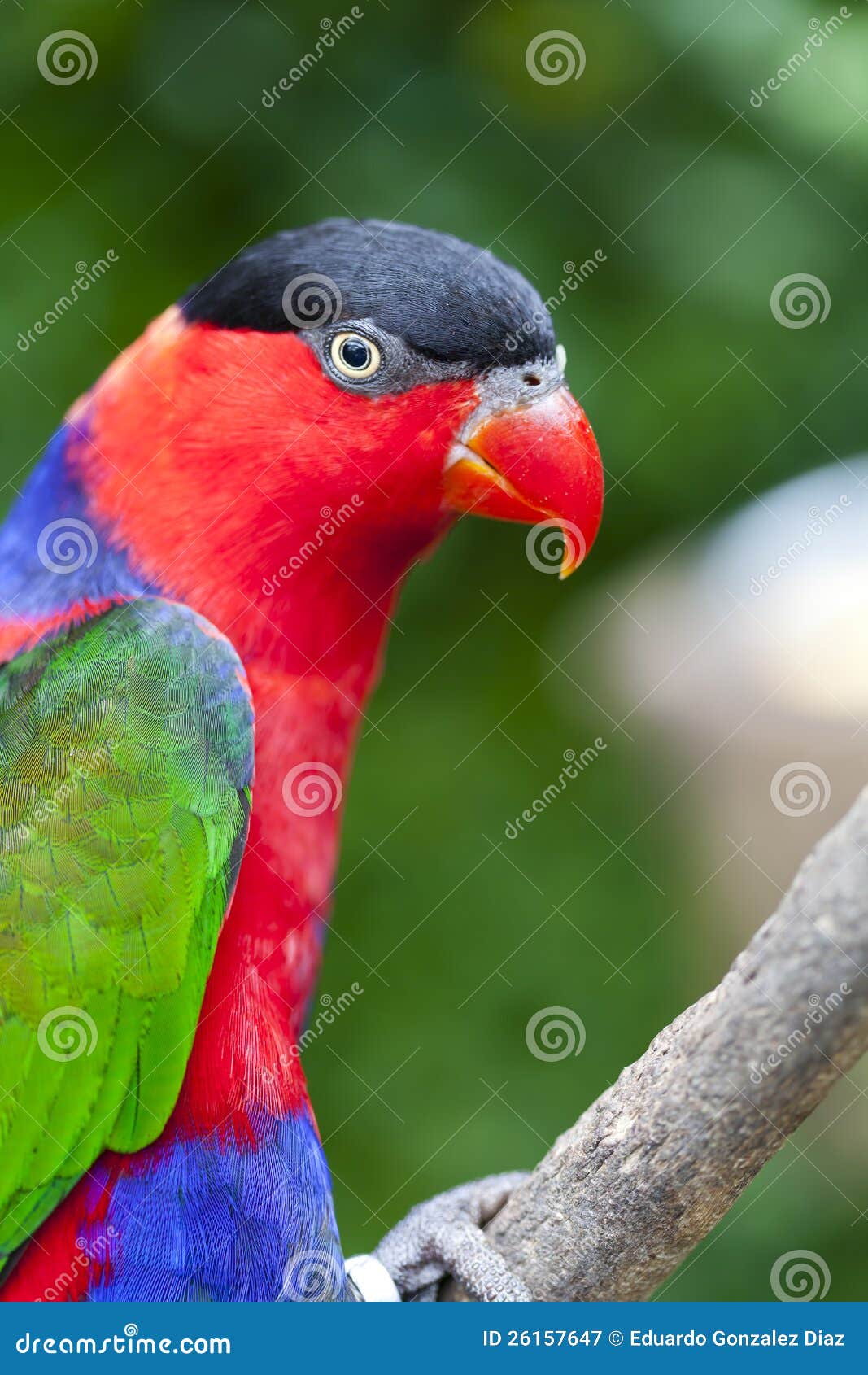 Lorius Lory stock image. Image of parrot, wildlife, color - 26157647