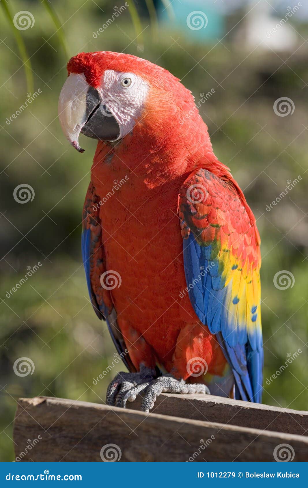 Loro imagen de archivo. Imagen de habitat, loro, colores - 1012279