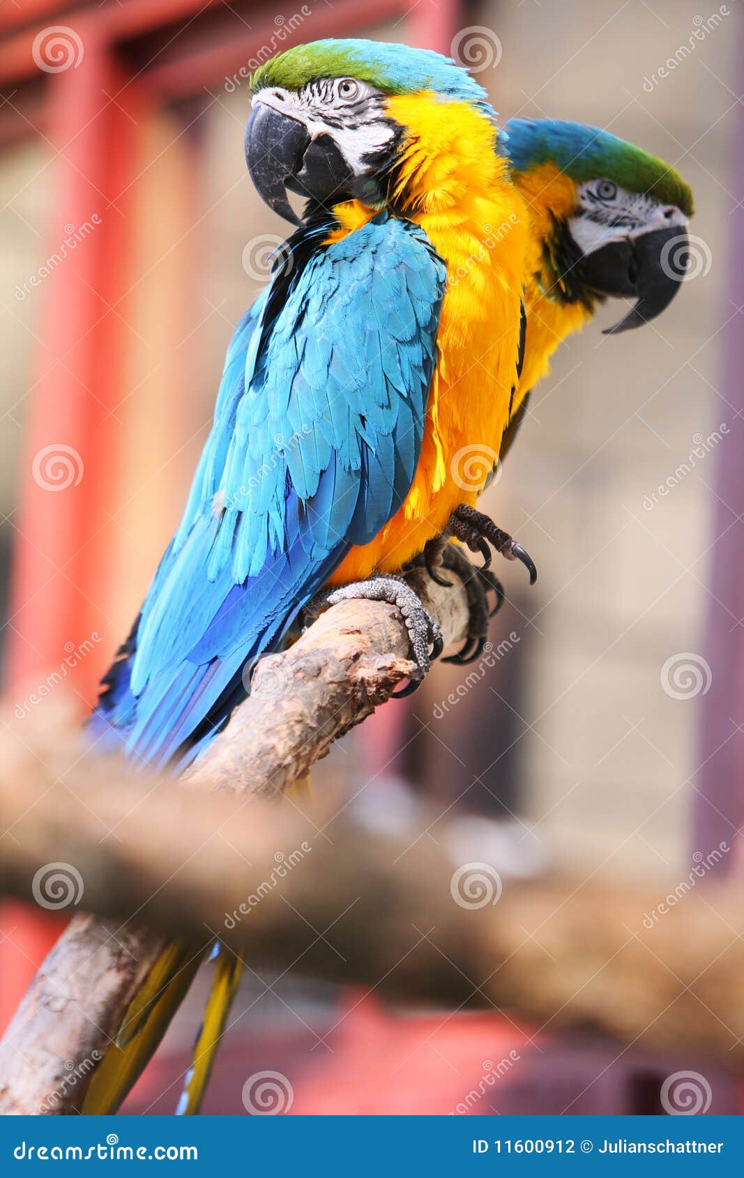 Loro foto de archivo. Imagen de fresco, movimiento, animal - 11600912