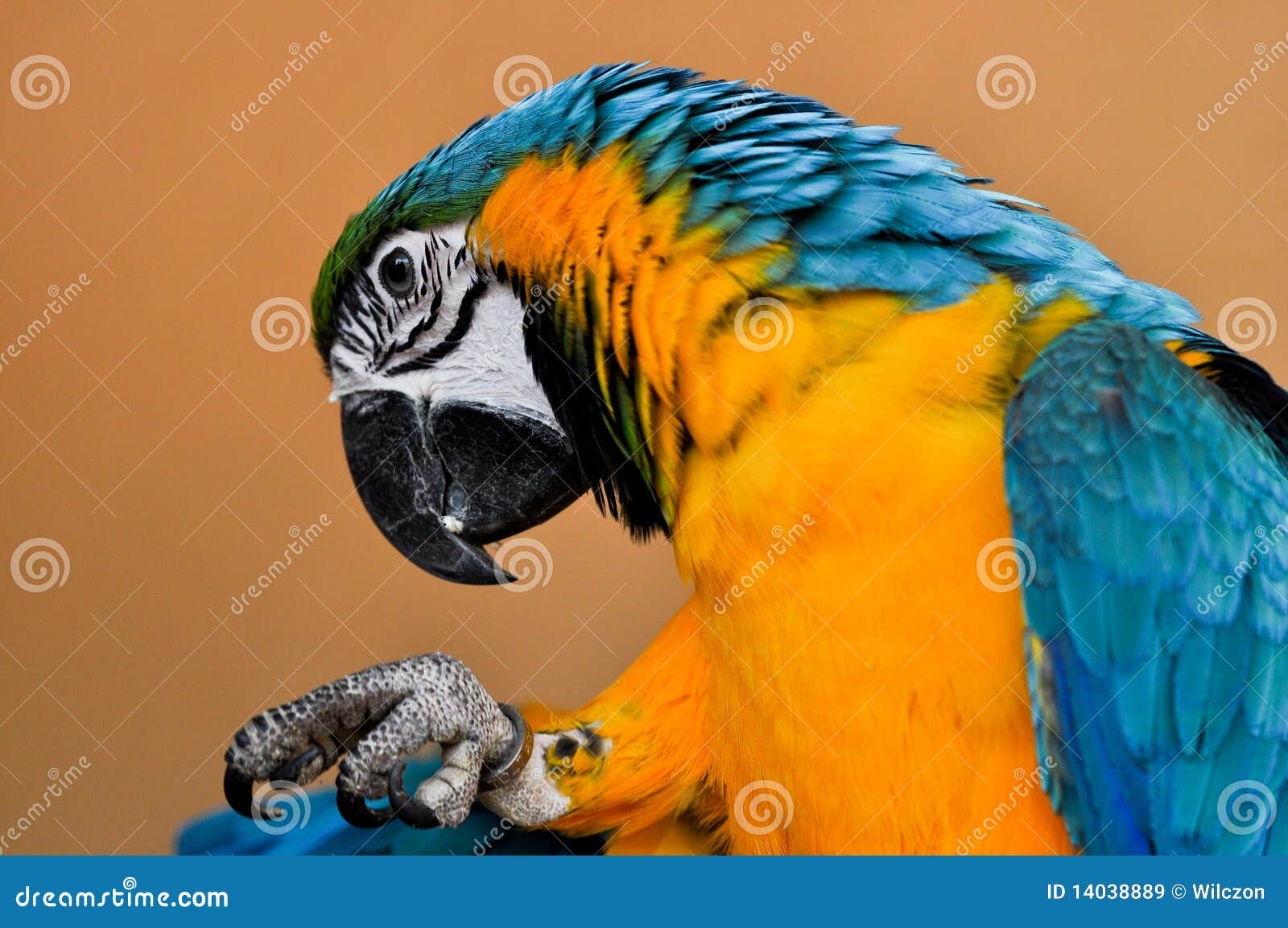 Loro imagen de archivo. Imagen de azul, plumas, amarillo - 14038889