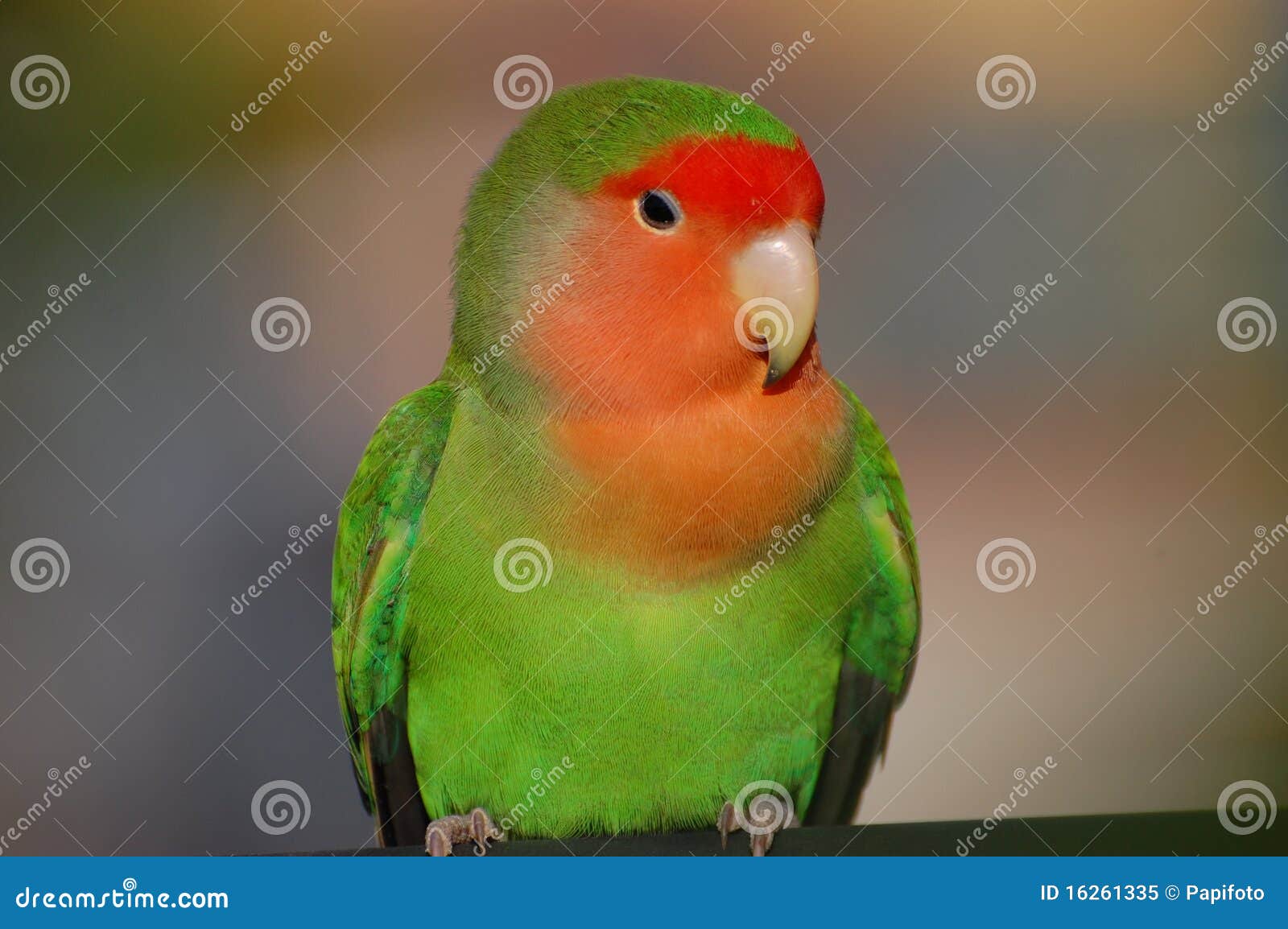 Loro imagen de archivo. Imagen de loro, color, rojo, verde - 16261335