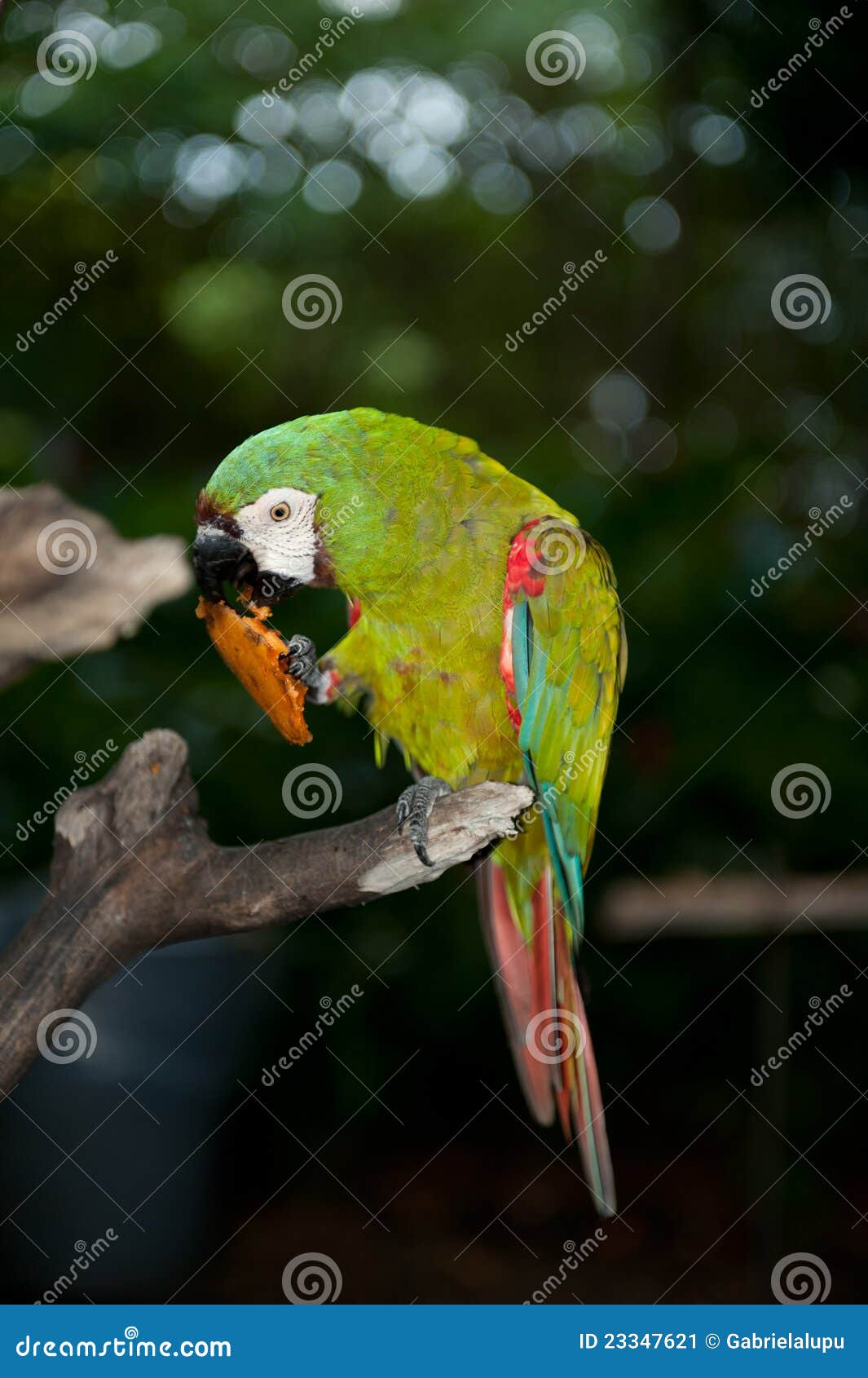 Loro imagen de archivo. Imagen de colombia, loro, verde - 23347621