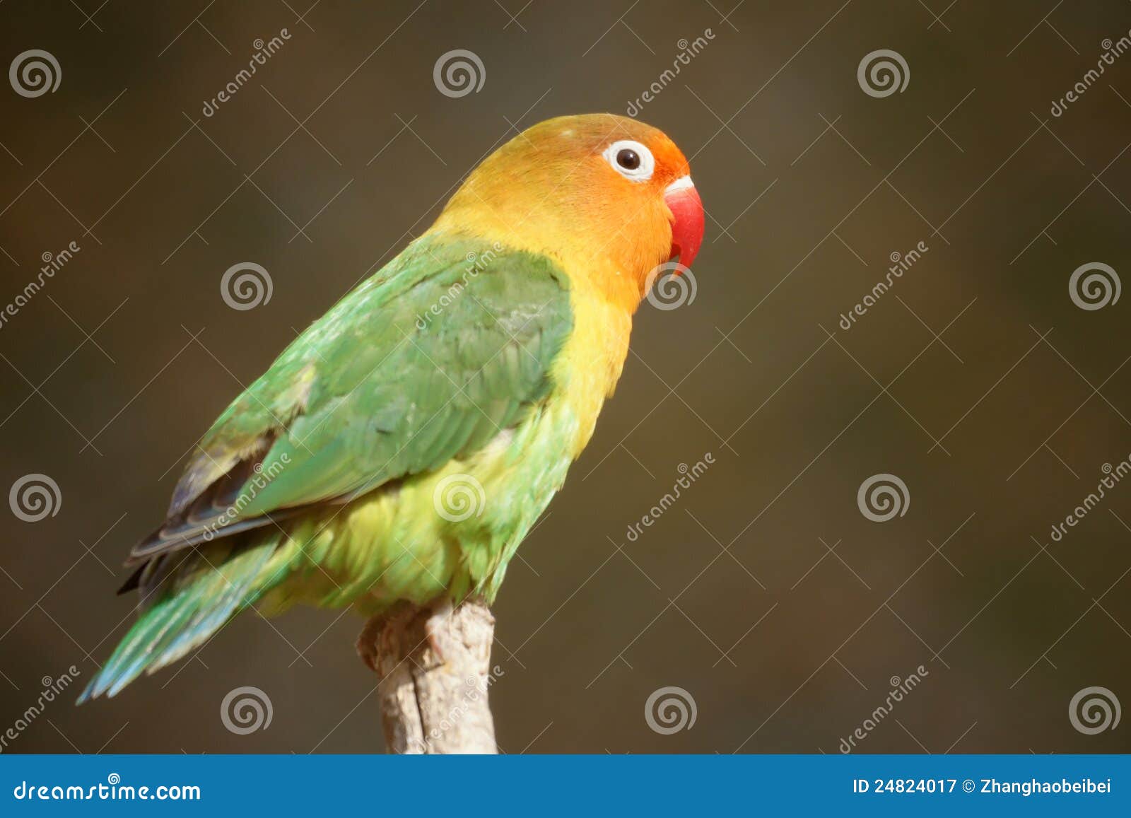 Loro imagen de archivo. Imagen de lindo, verde, animales - 24824017