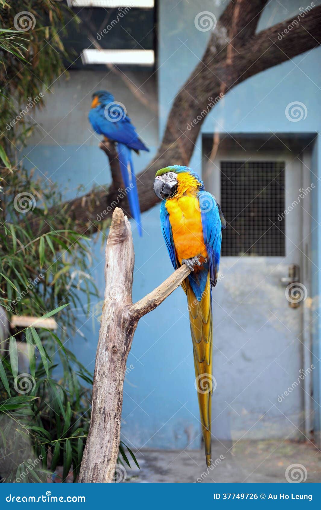 Loro foto de archivo. Imagen de pluma, hermoso, tropical - 37749726