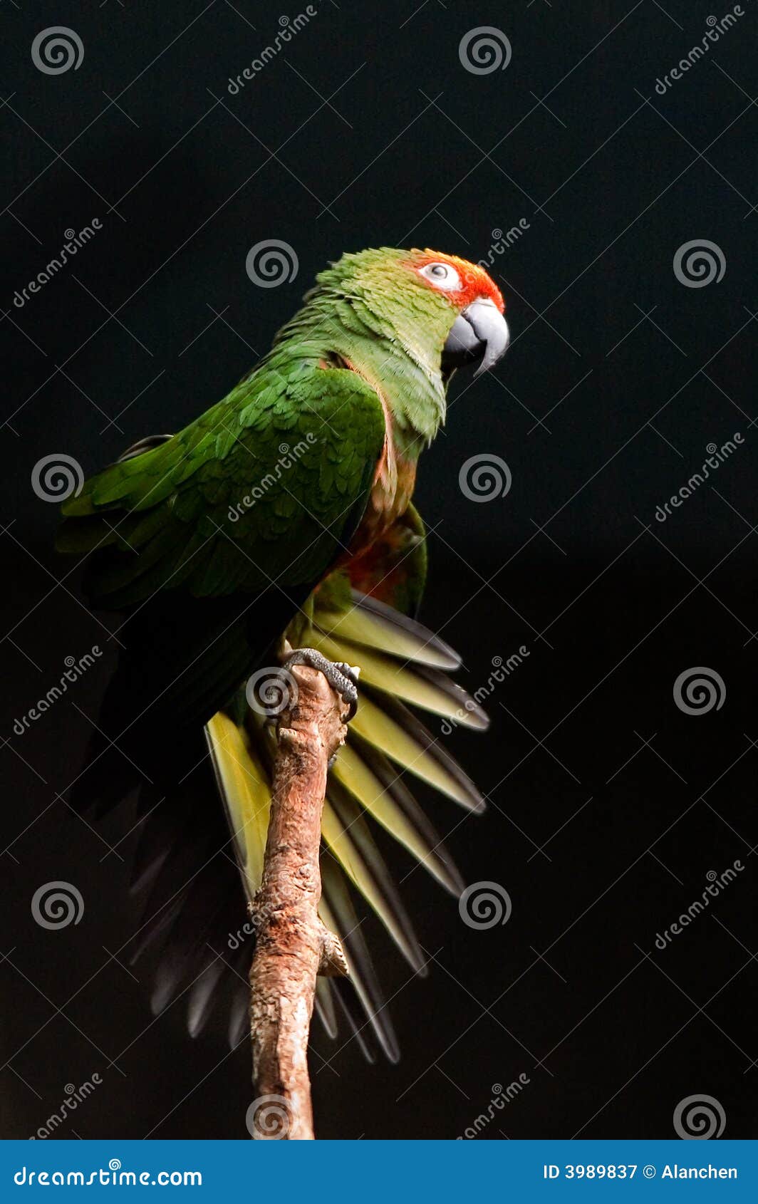 Loro imagen de archivo. Imagen de libre, mosca, rojo, verde - 3989837