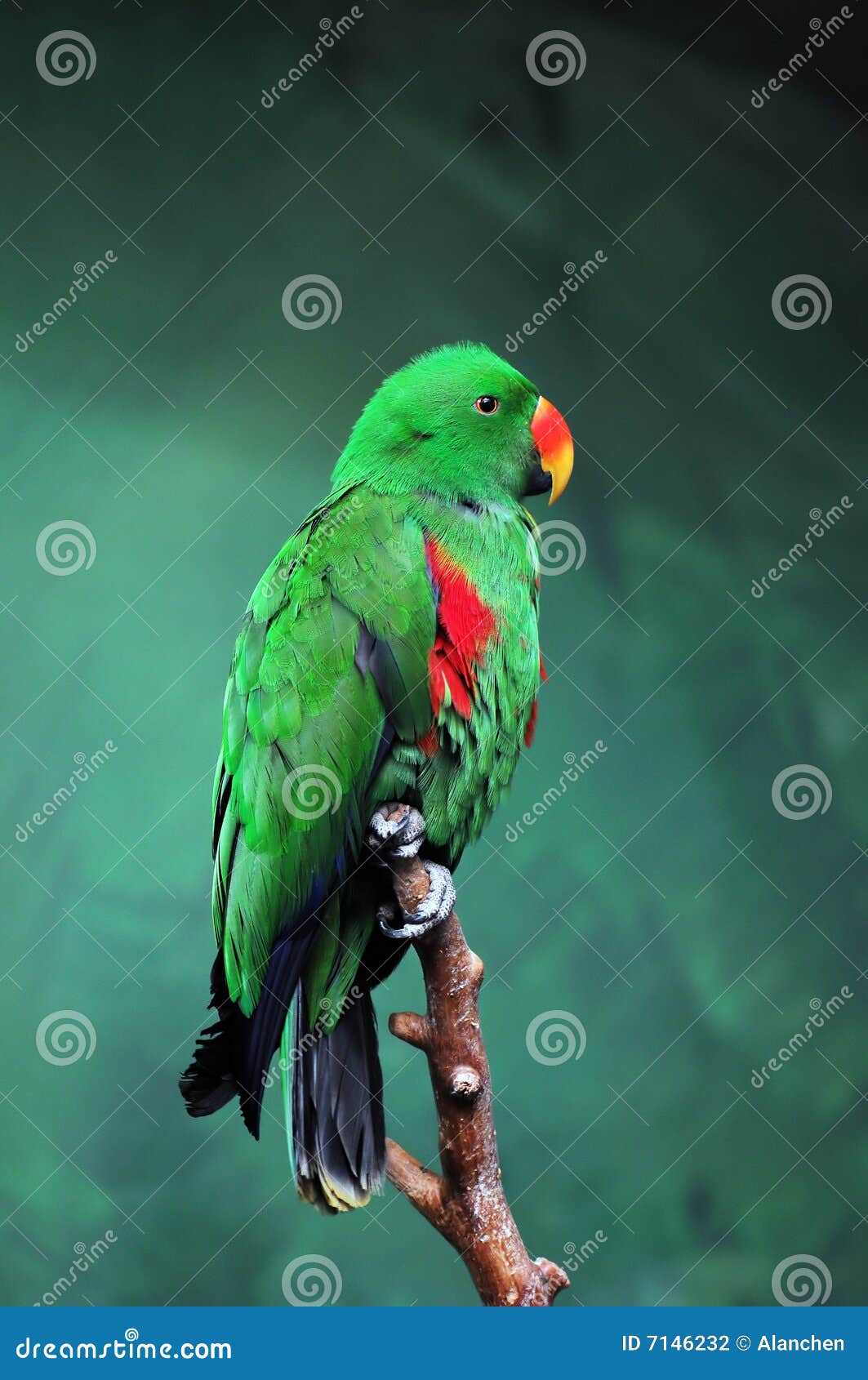 Loro foto de archivo. Imagen de rojo, boca, animal, vuelo - 7146232