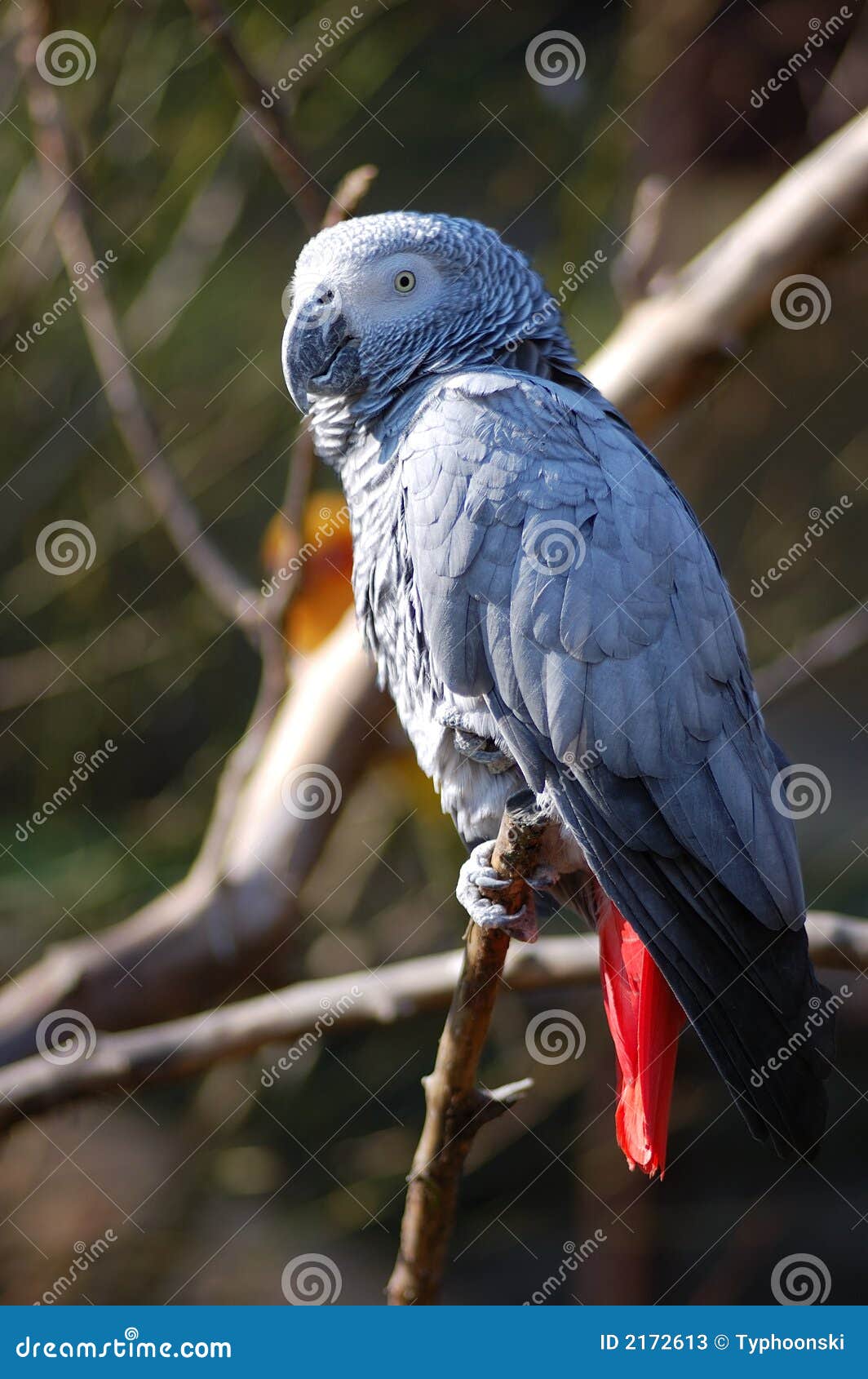 Loro africano gris imagen de archivo. Imagen de alas, ahora - 2172613