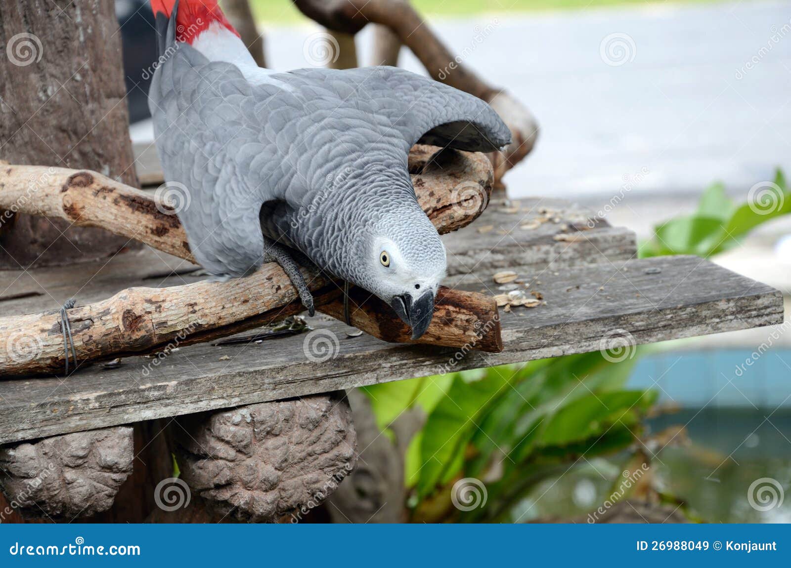 Loro africano gris imagen de archivo. Imagen de fruta - 26988049