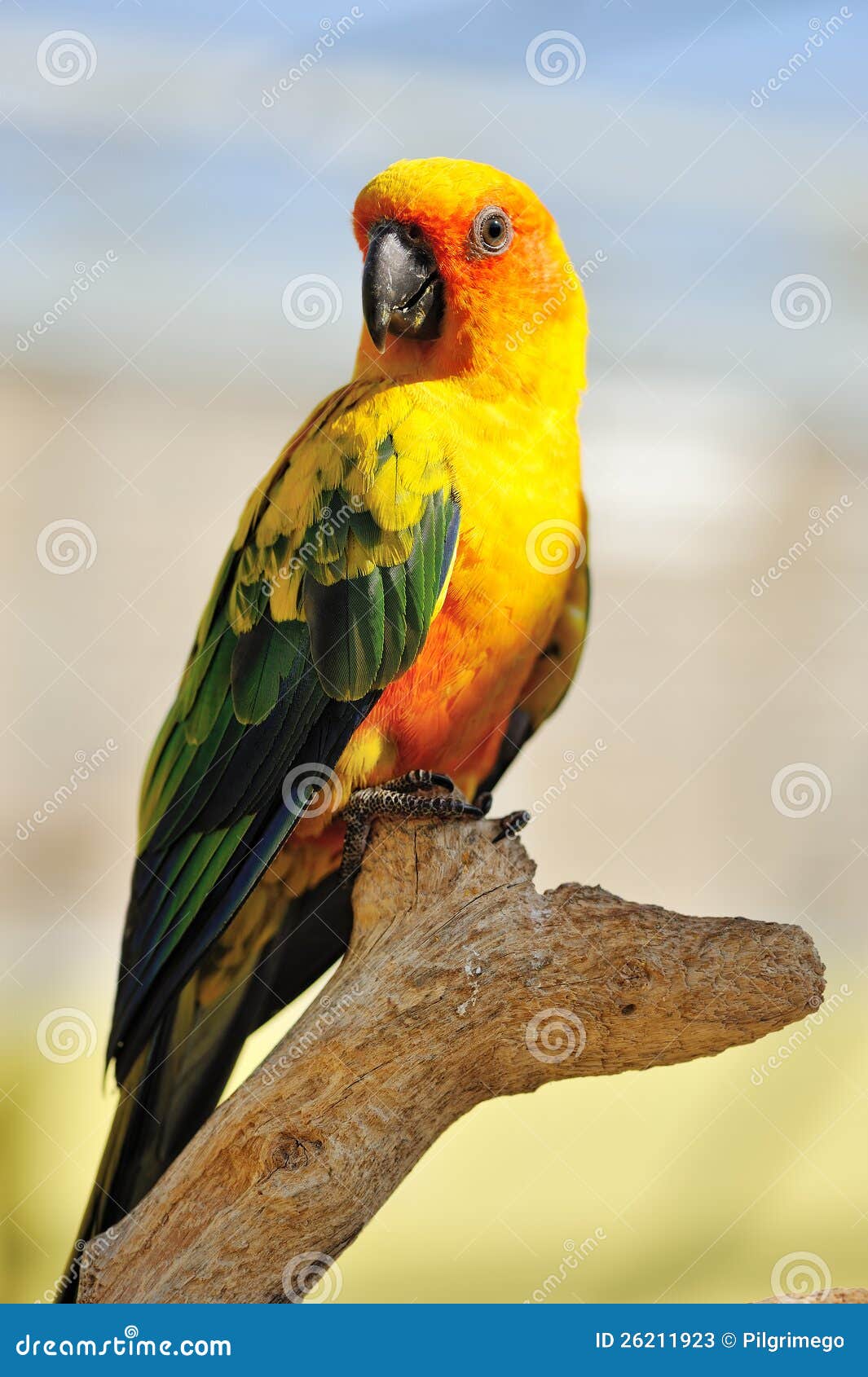 Loro Amarillo Tropical Con Las Alas Verdes, Imagen de archivo - Imagen ...
