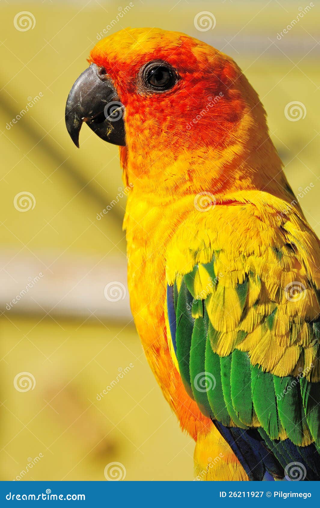 Loro Amarillo Tropical Con Las Alas Verdes, Imagen de archivo - Imagen ...