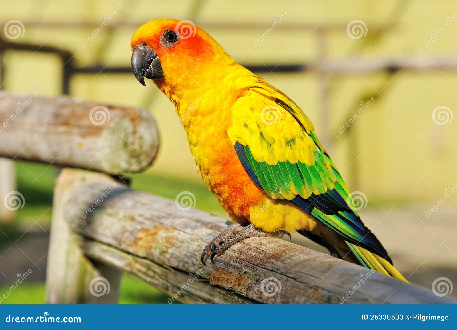 Loro Amarillo Tropical Con Las Alas Verdes, Imagen de archivo - Imagen ...