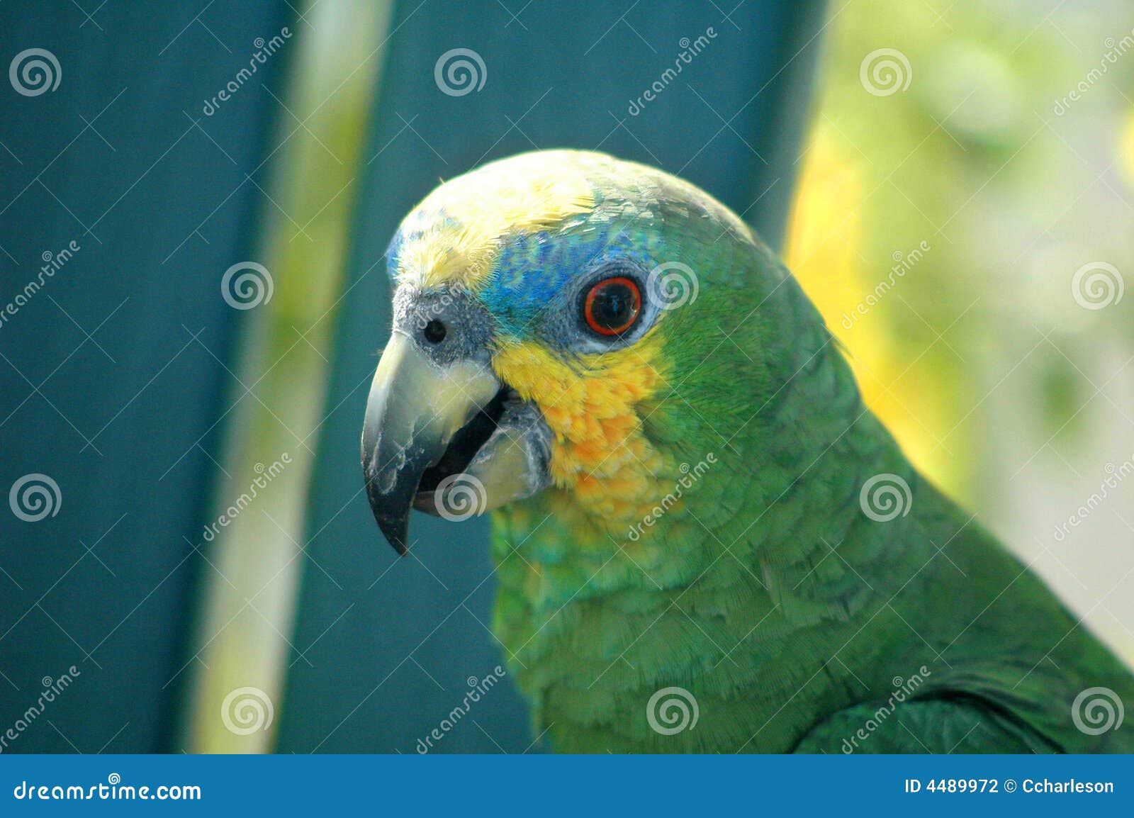 Loro Amazona Amazonica Fotos de stock - Fotos libres de regalías de ...