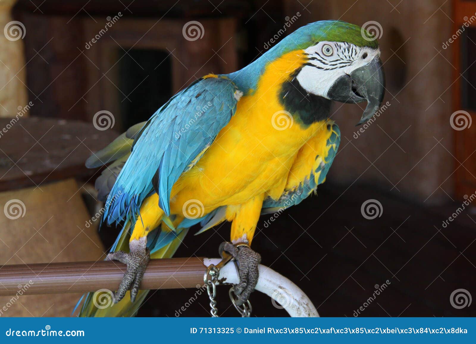 Loro Ara Ararauna imagen de archivo. Imagen de amazonas - 71313325